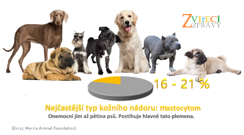 Nevypočitatelný nepřítel psů: mastocytom. Jak ho poznat? - Zvirecizpravy.cz