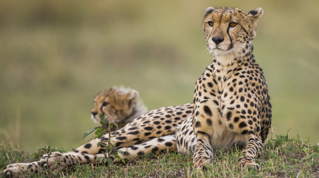 Gepardi v úzkých: U překupníků končí stovky mláďat, přežije sotva ...