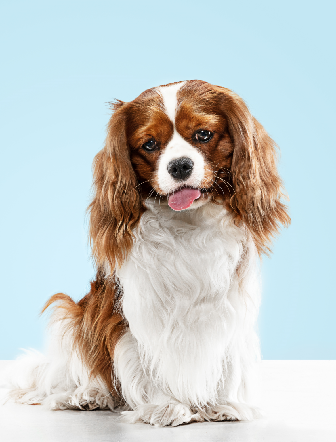 Buldočci a kavalíři mají v Norsku stopku. Jsou to produkty krutosti ...