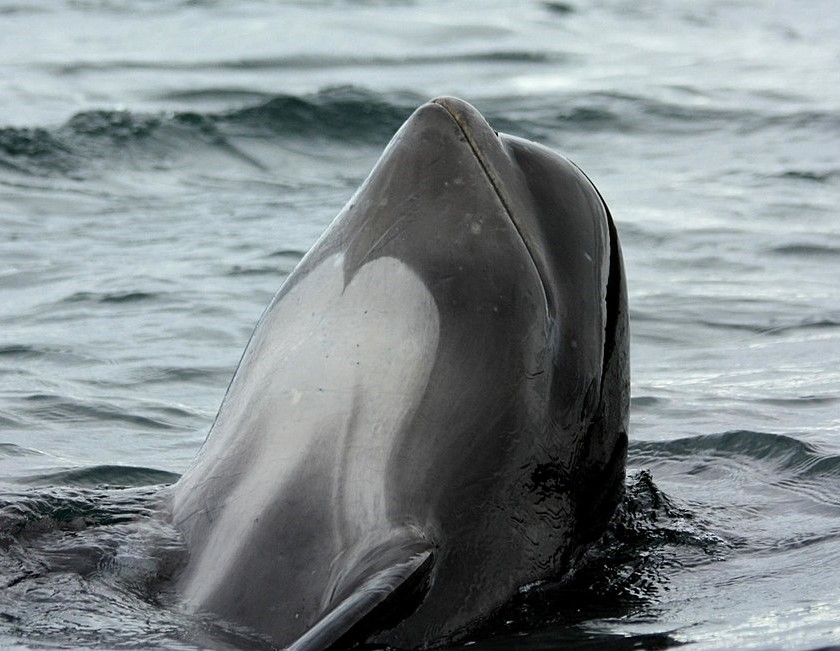 Adopce, nebo únos? Vědci zachytili kosatku s novorozencem kulohlavce ...