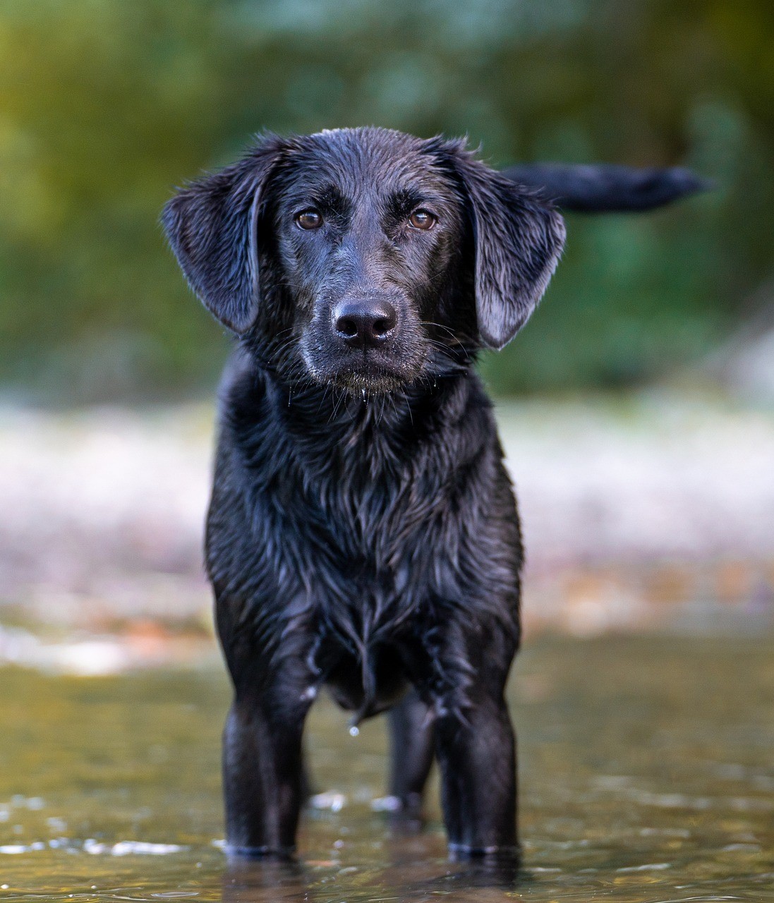 Výlet podle psího gusta. Přinášíme vám tipy na parádní procházky se ...