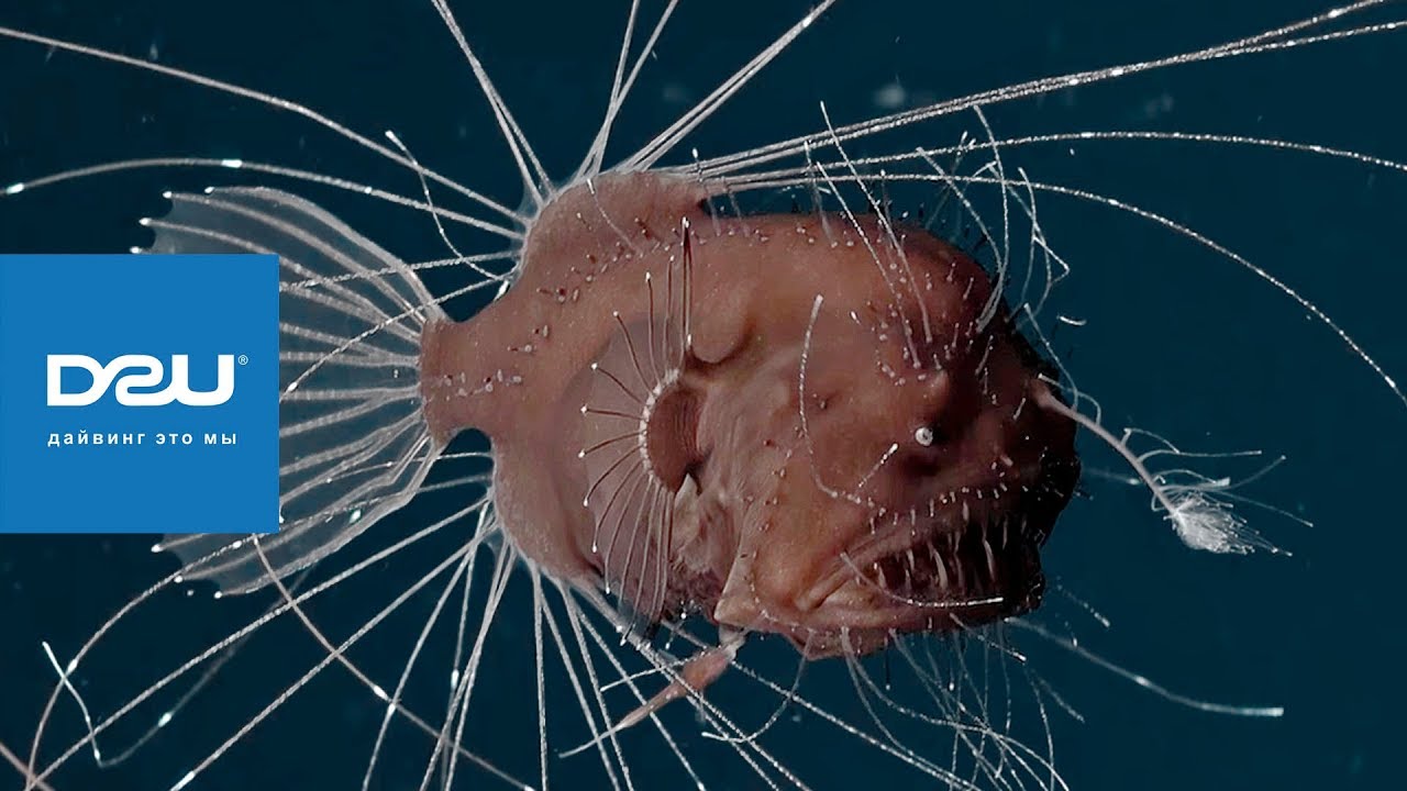 Ryba s průhlednou hlavou nebo larva v paláci ze slizu. Podívejte se, co ...